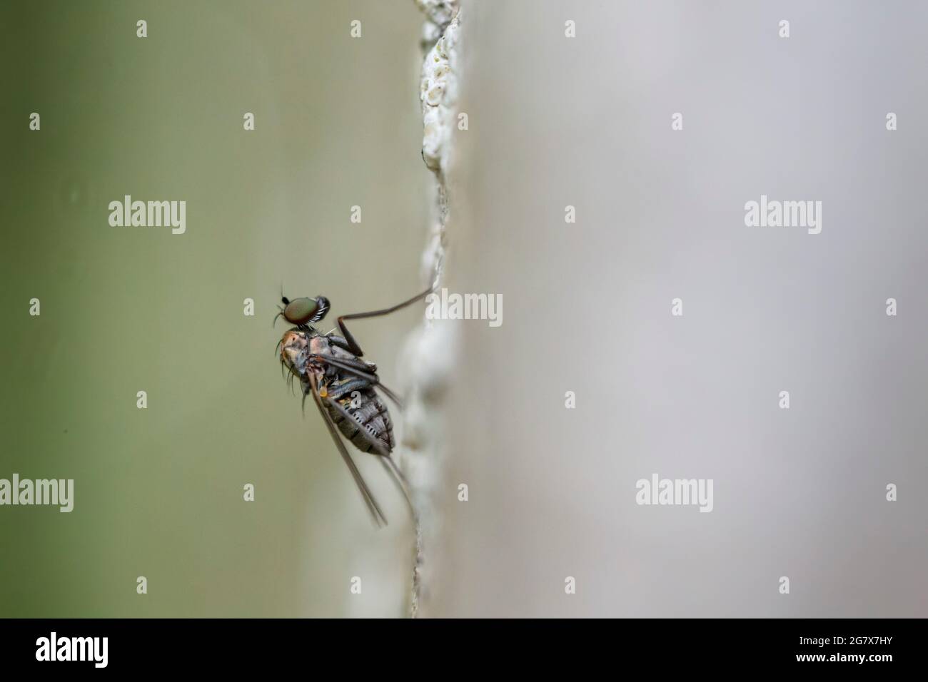Medetera High Resolution Stock Photography and Images - Alamy