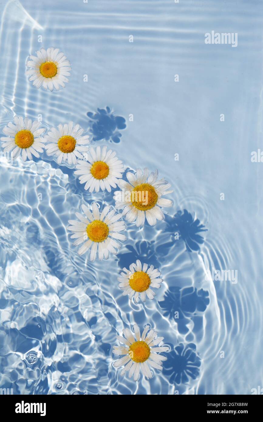 Daisy Flowers floating on Water. Sun and shadows. Minimal nature ...
