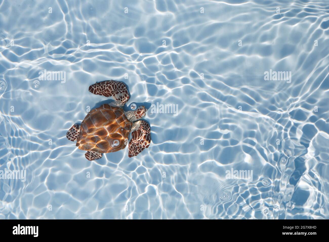 Sea turtle swimming in the blue water. Top view Stock Photo - Alamy