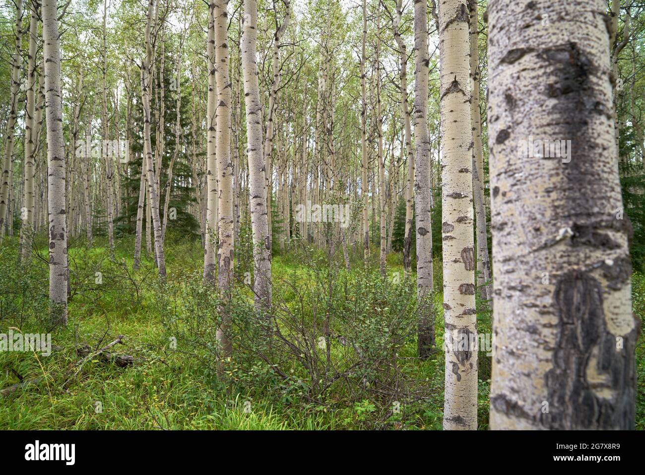 Aspen Tree Forest. A view amid a grove of deciduous Aspen trees Stock ...