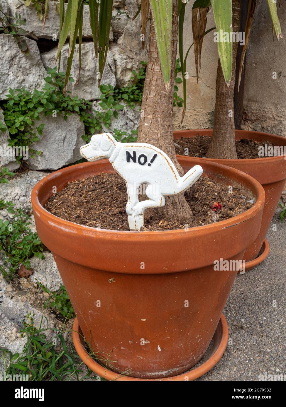 sign for no dog poo in plant pot Stock Photo - Alamy