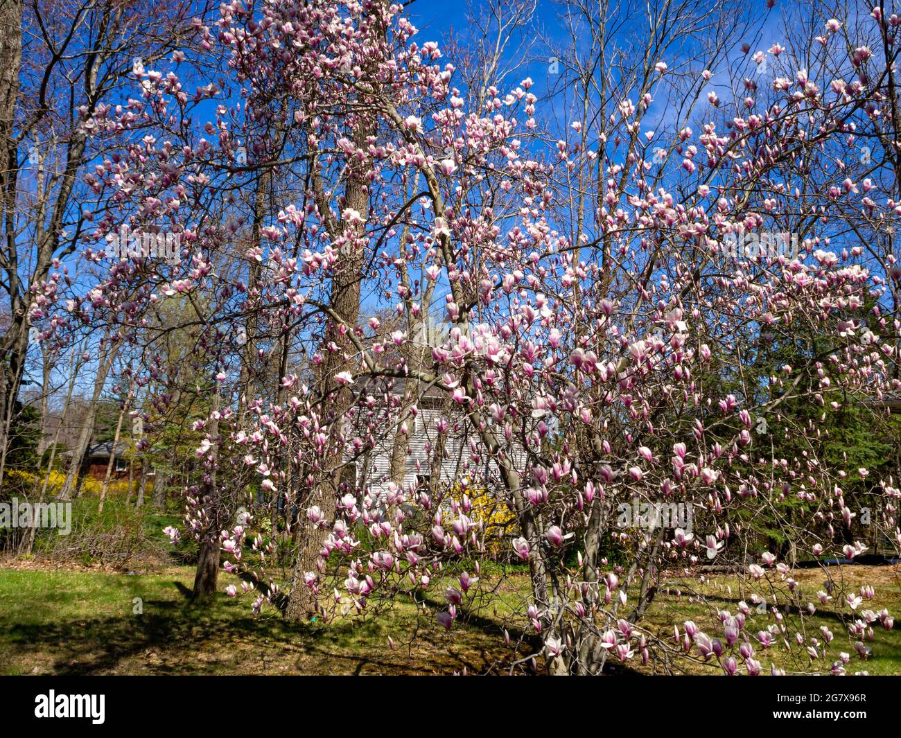 magnolia tree in full bloom in April in the American North East Stock ...