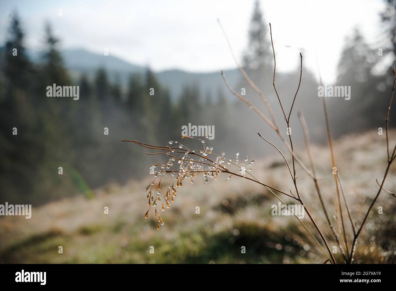 Mountain dew. Low angle view of dew in a mountain meadow Stock Photo ...