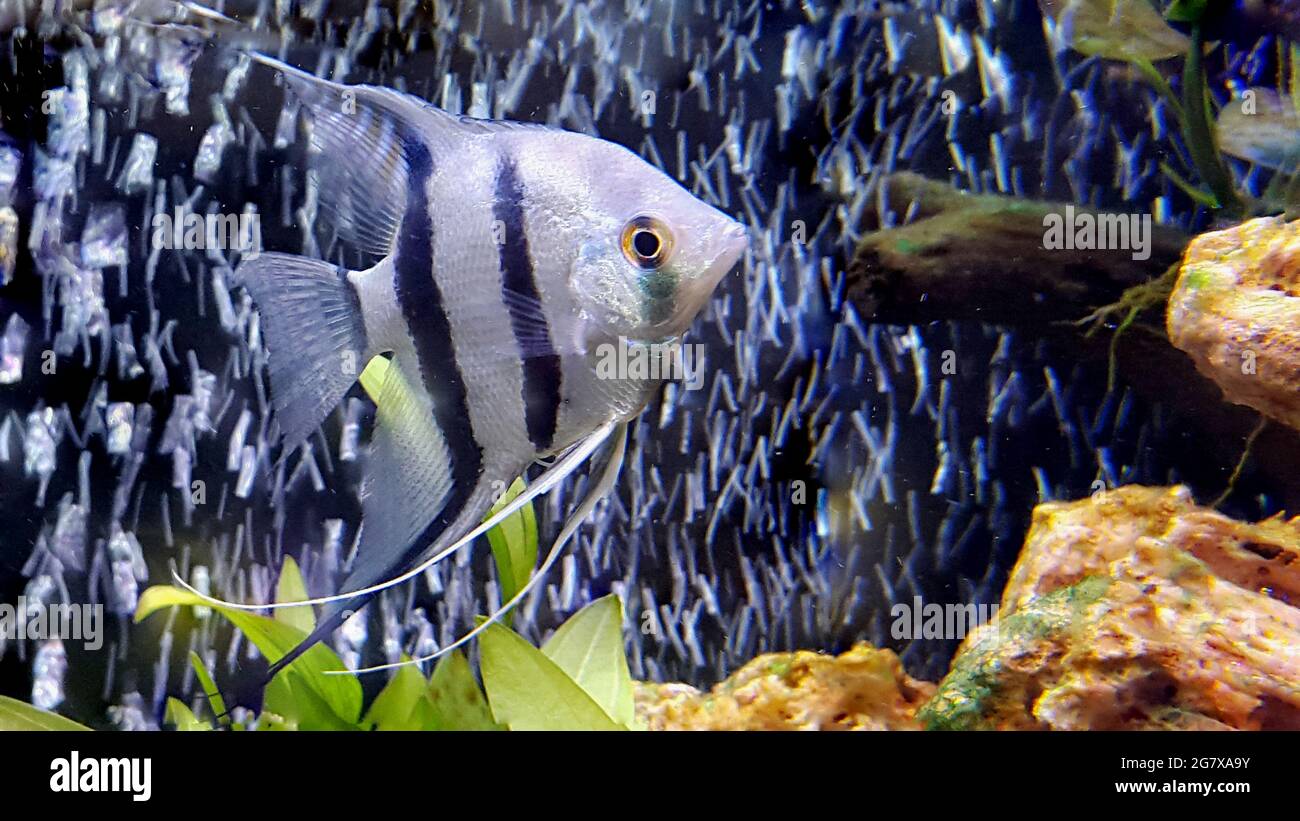 Angelfish - Pterophyllum scalare in aquarium Stock Photo - Alamy