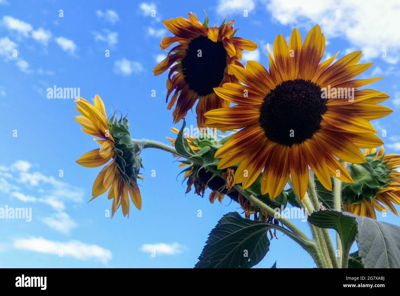 Low angle shot of beautiful sunflowers, blooming outdoors during ...