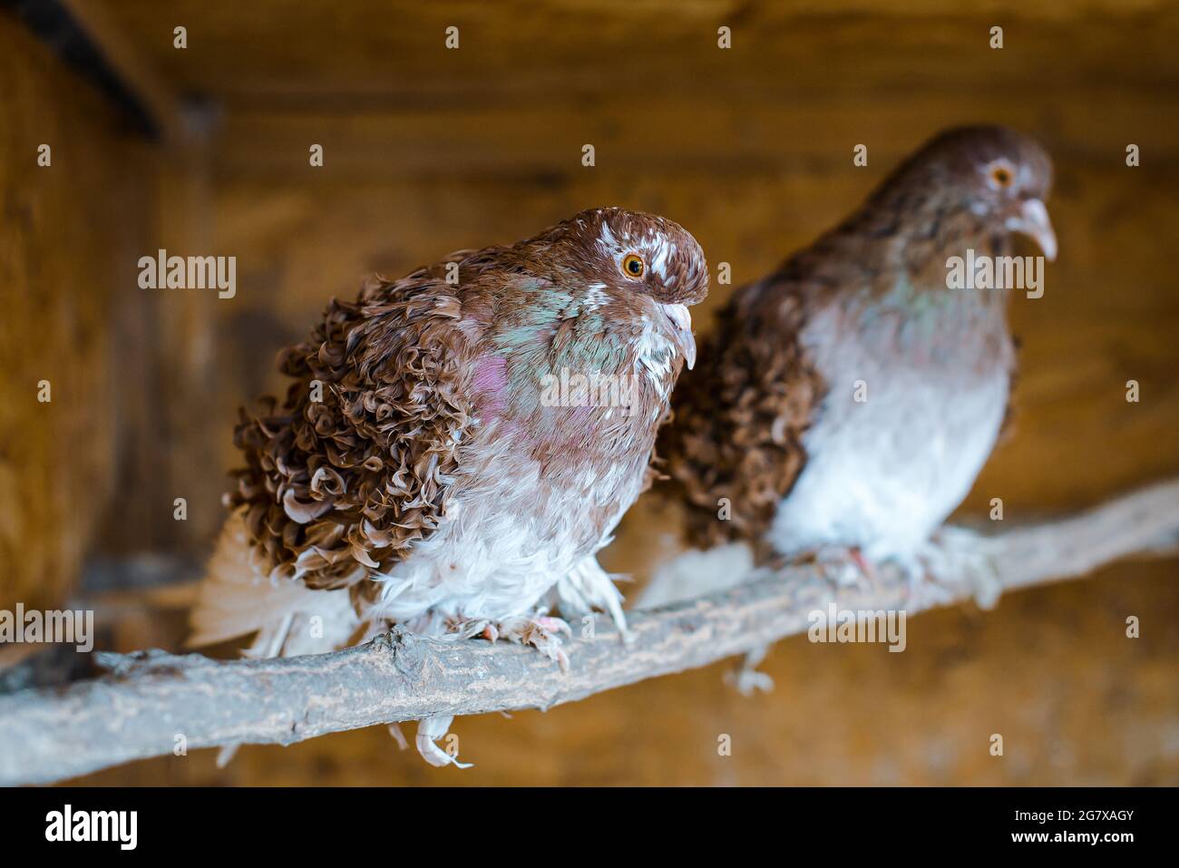 Couple of brown curly pigeon sitting on a branch. Special breed and ...