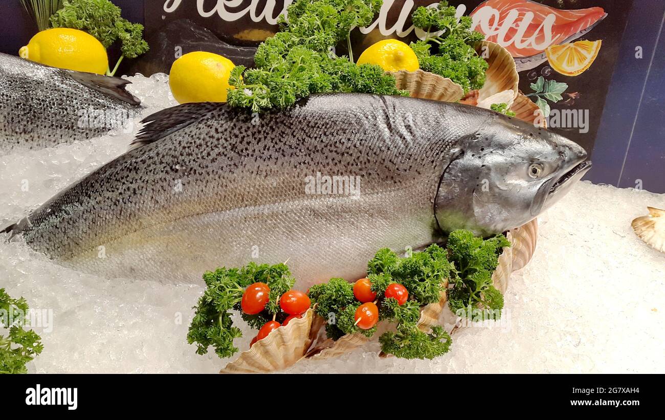Salmon fish and ingredients on ice Stock Photo - Alamy