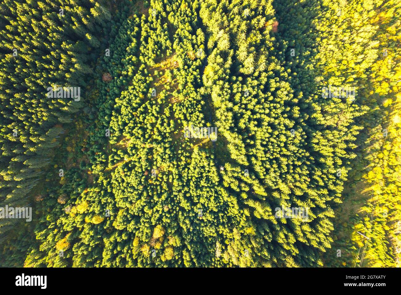 Top down aerial view of bright green spruce and yellow autumn trees in ...