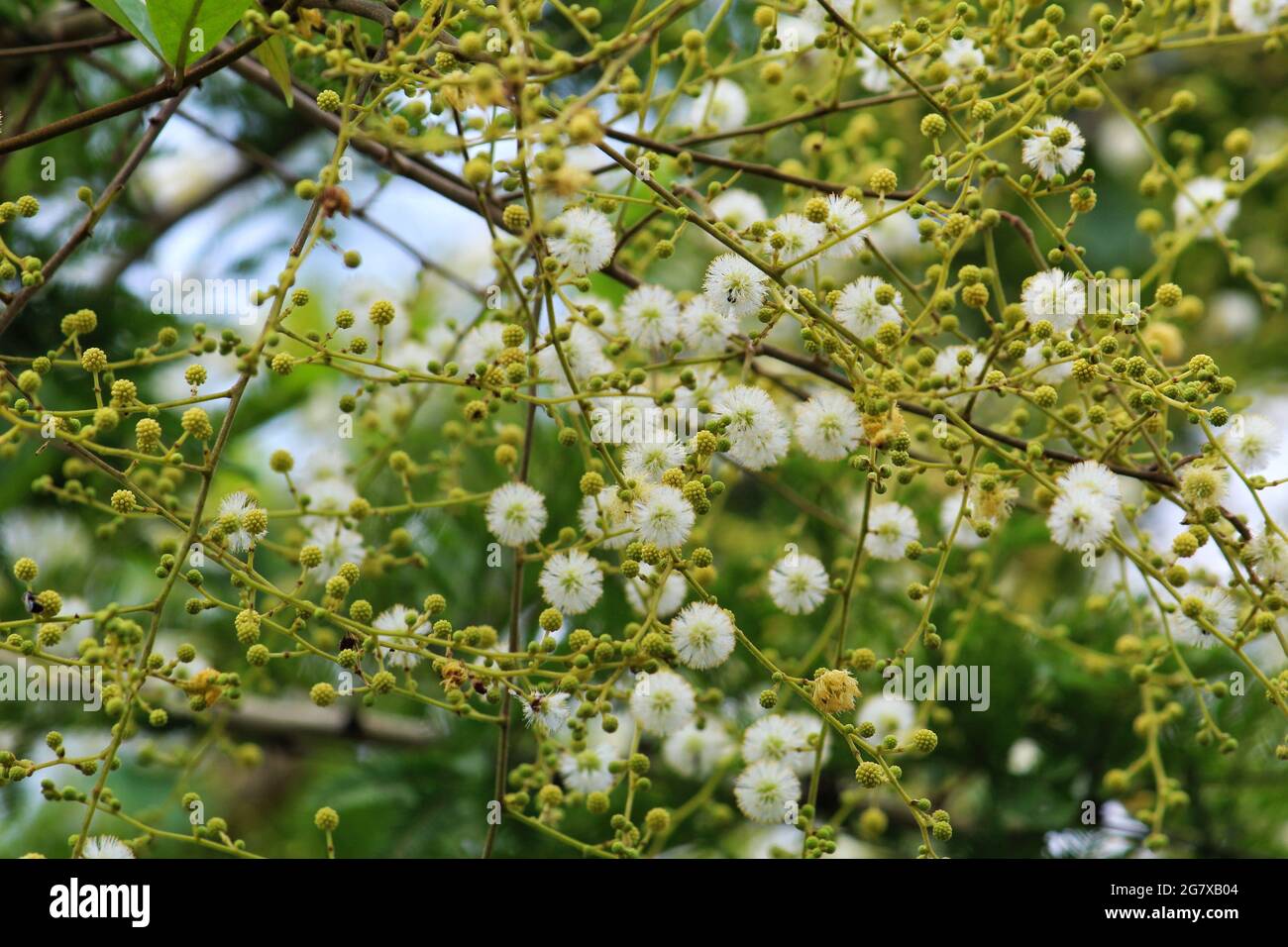 Selective focus of beautiful acacia flowers on tree branches Stock ...