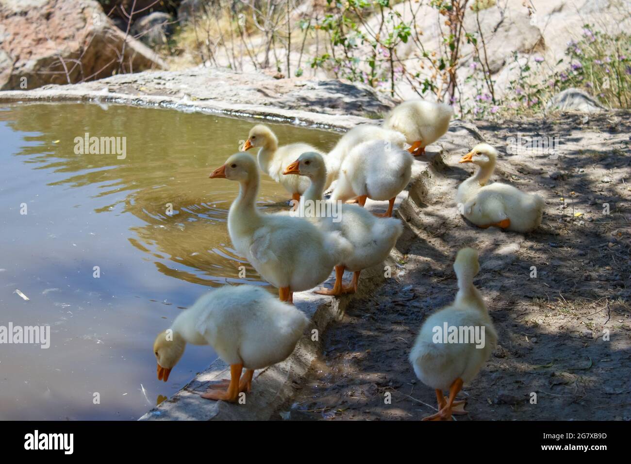 Little goslings are standing by the water's edge. Baby geese drinking ...