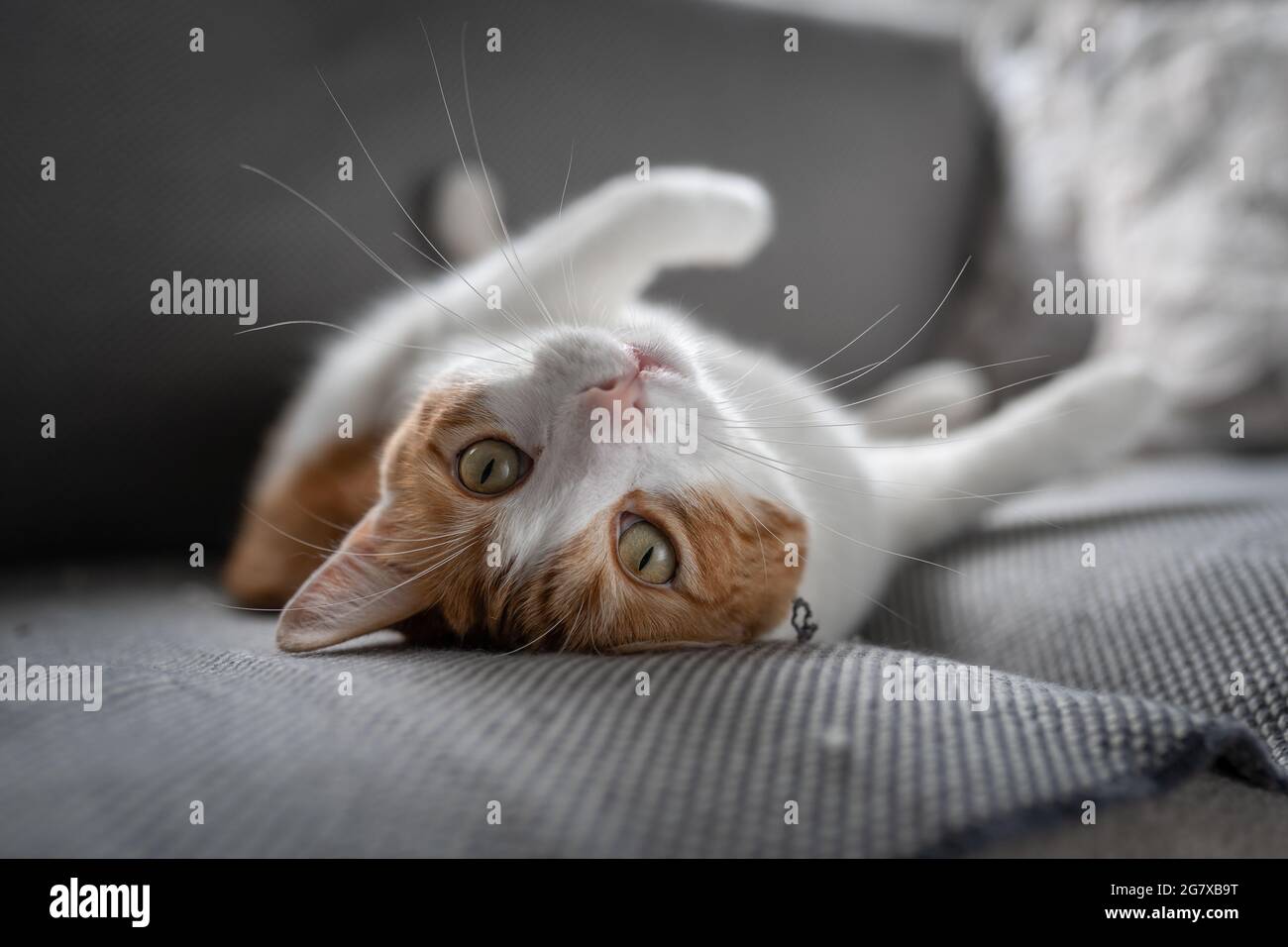 Cat kissing camera hi-res stock photography and images - Alamy