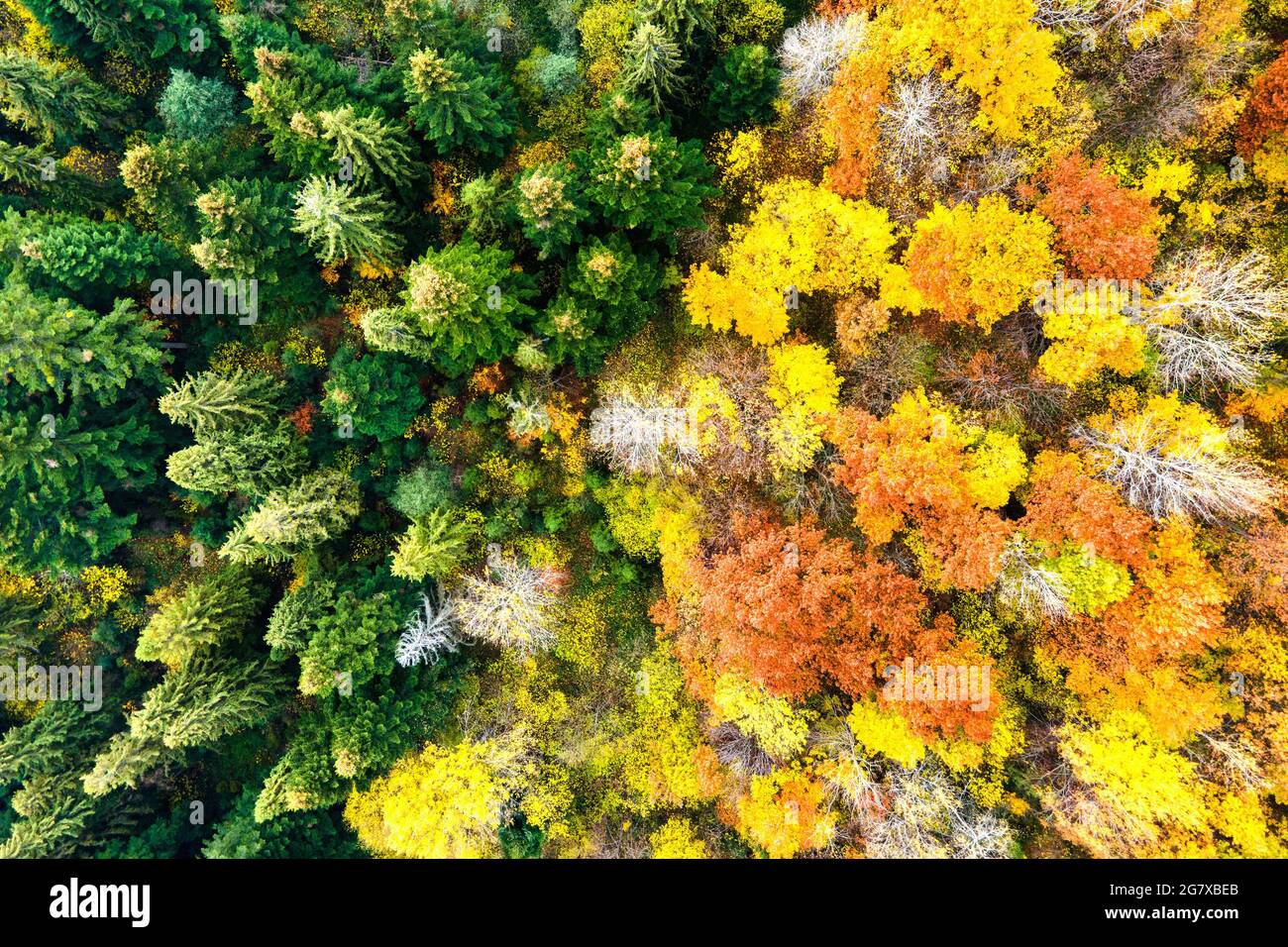 Aerial view of dense green pine forest with canopies of spruce trees ...