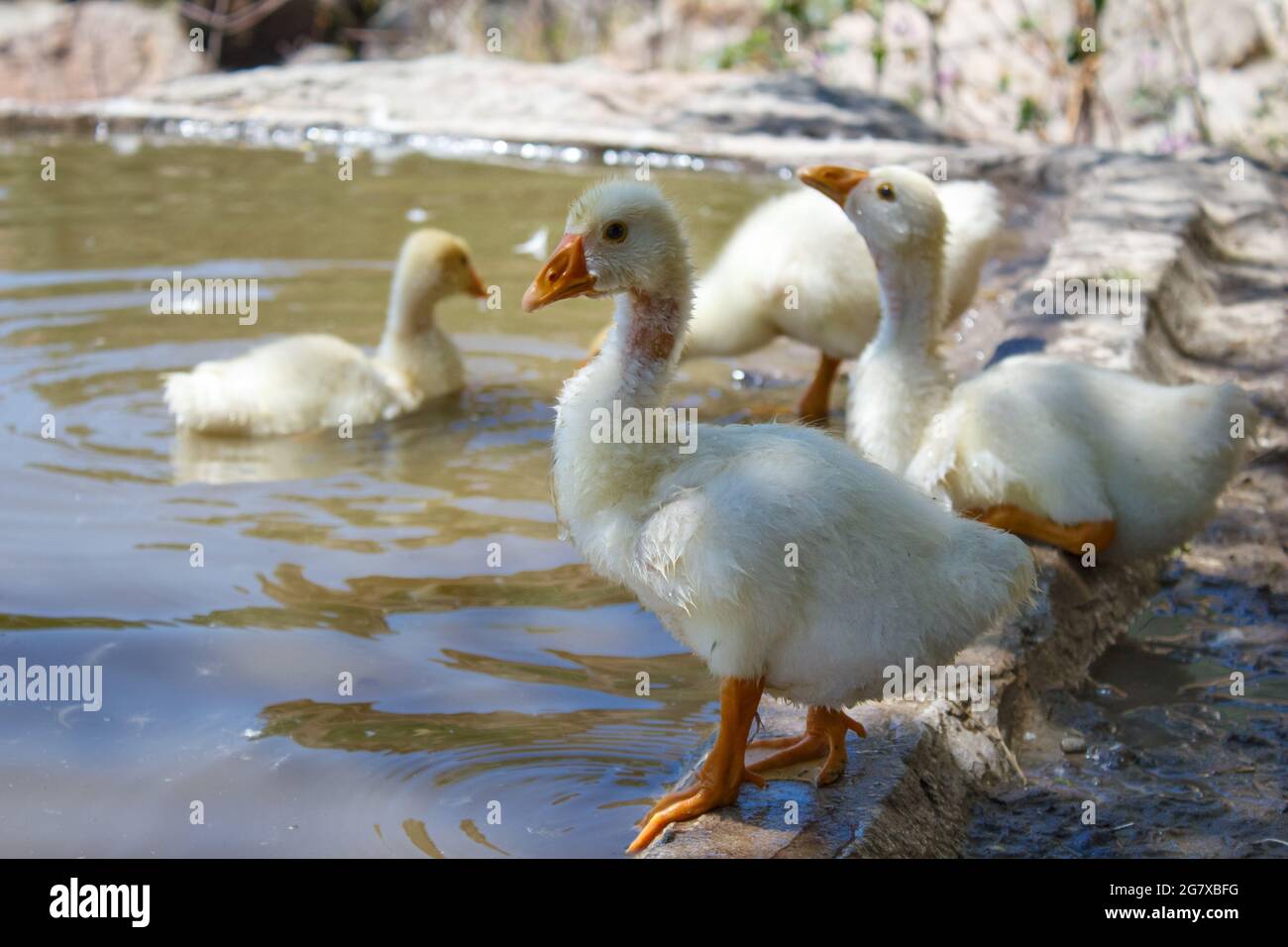 Little goslings are standing by the water's edge. Baby geese drinking ...