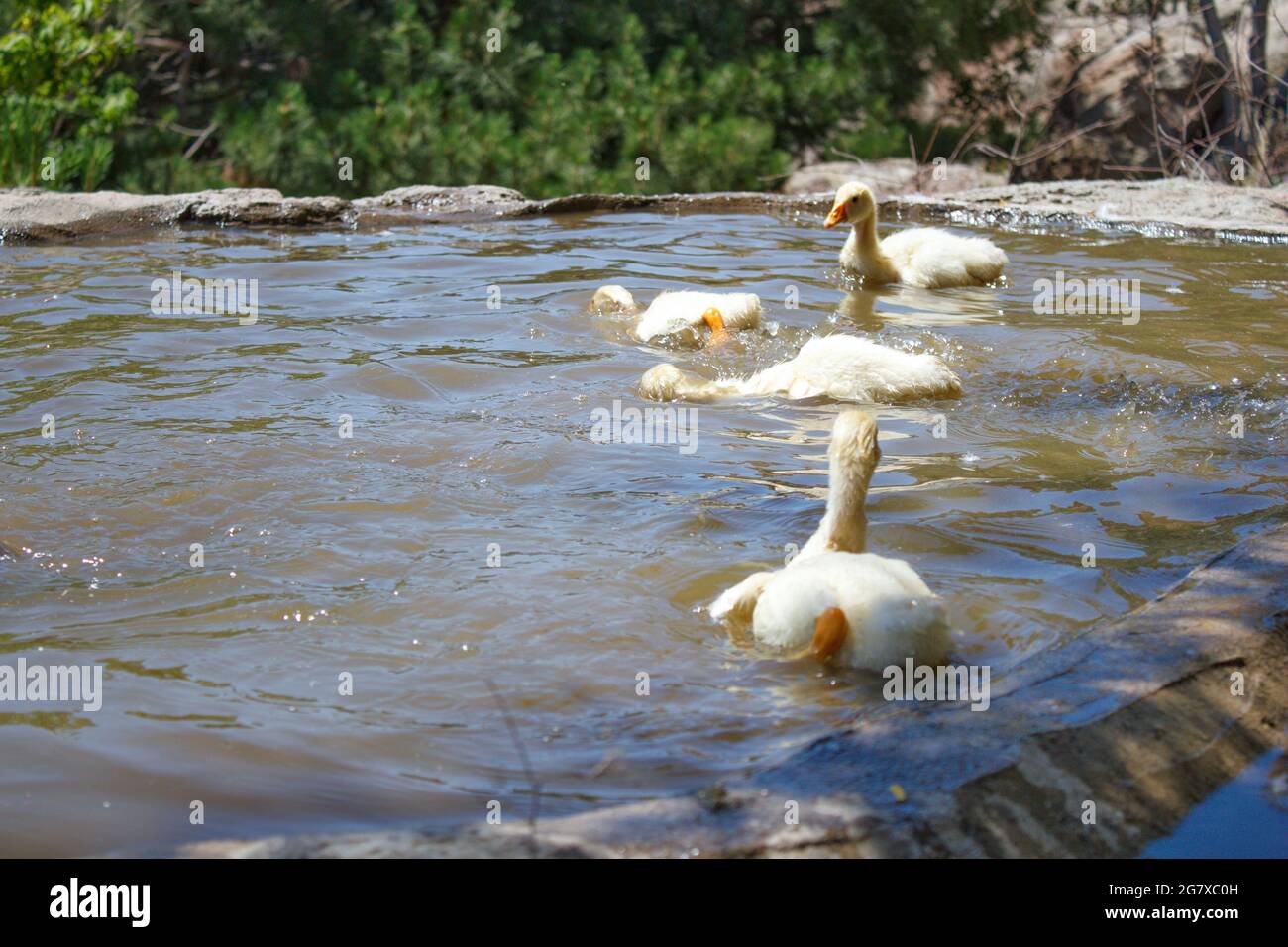 Little goslings are swimming in the water. Wildlife background photo ...