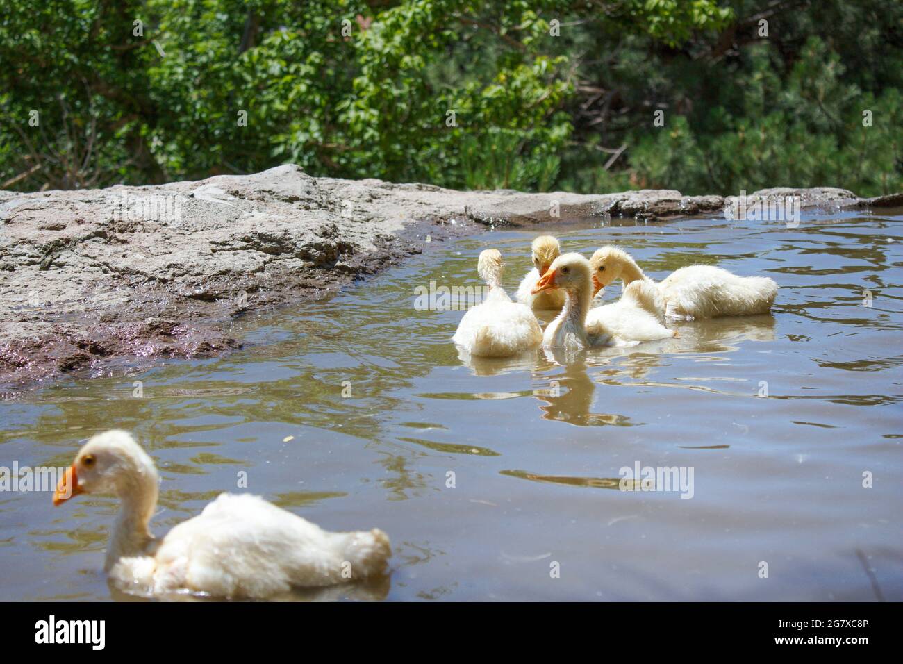Little goslings are swimming in the water. Wildlife background photo ...