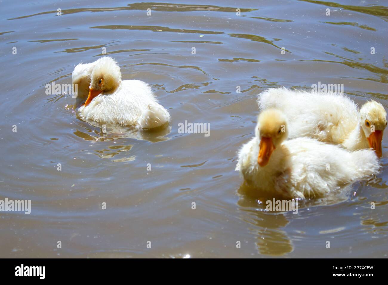 Little goslings are swimming in the water. Wildlife background photo ...