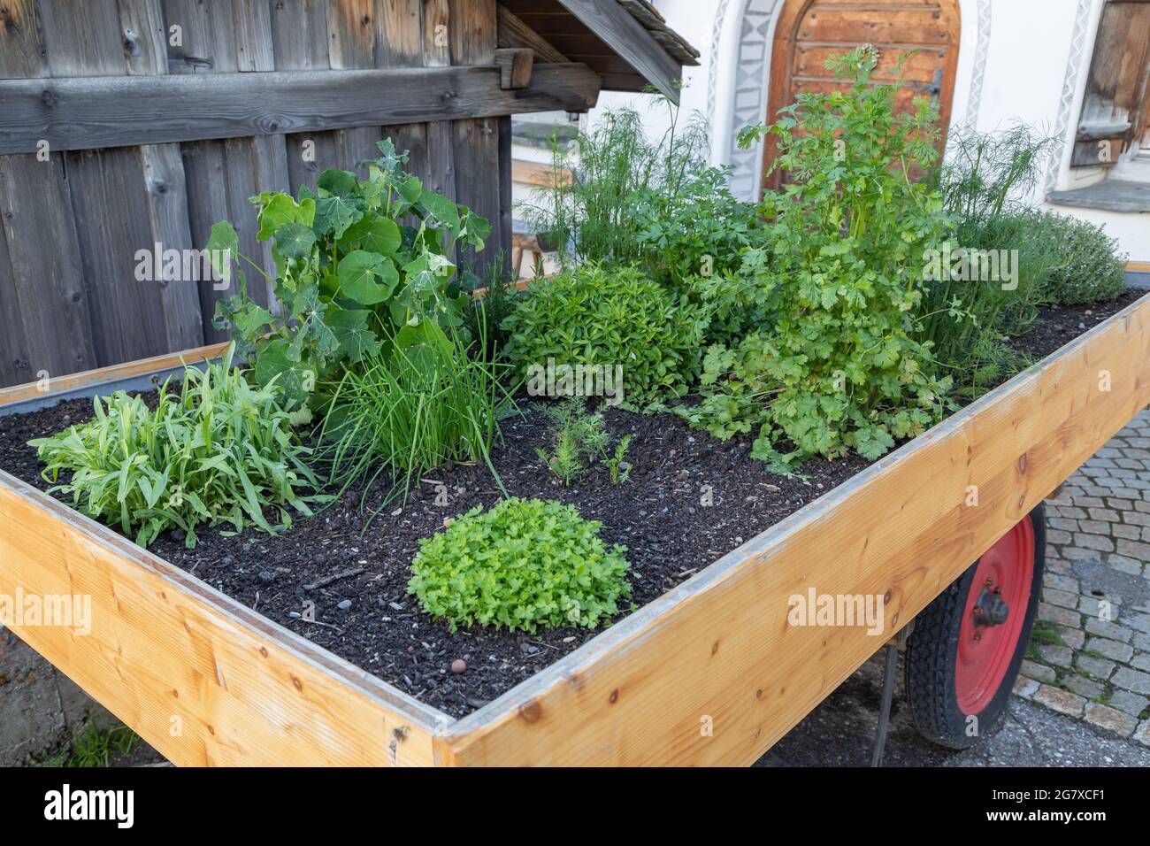 culinary herbs grow in a trailer Stock Photo - Alamy
