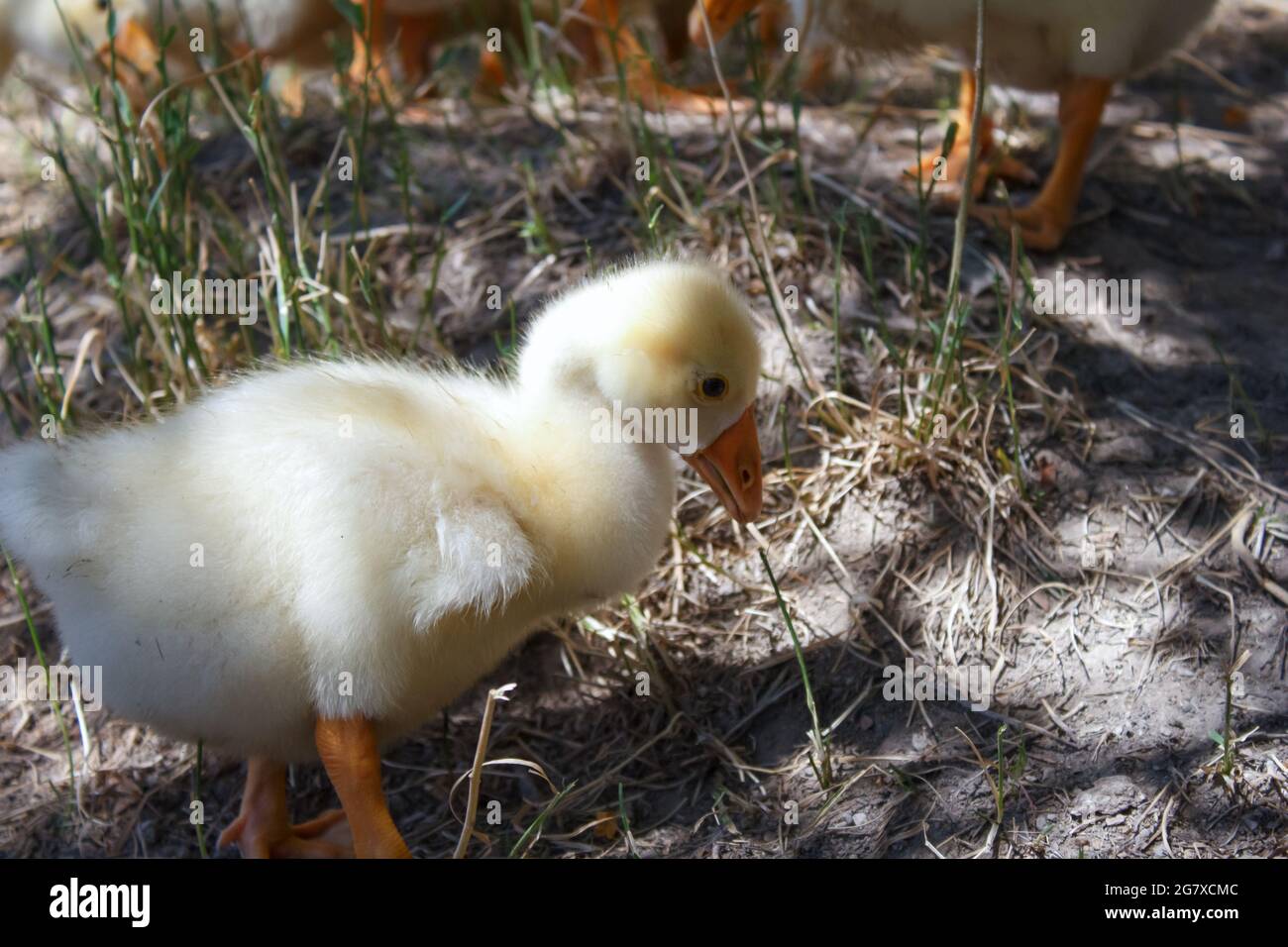 Little goslings are looking for something to eat. Baby geese in nature ...