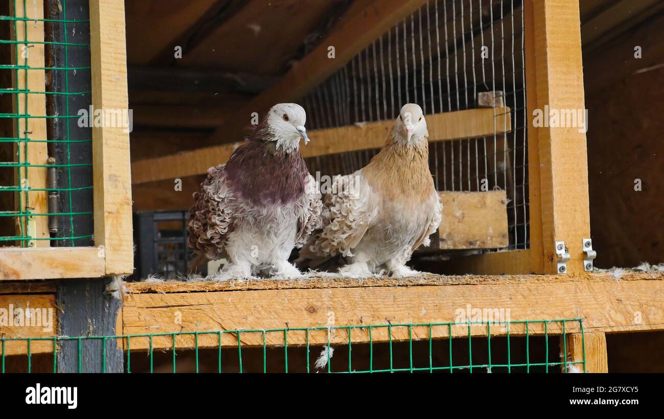 Couple brown curly pigeon sitting in arranged space from wood, in a ...