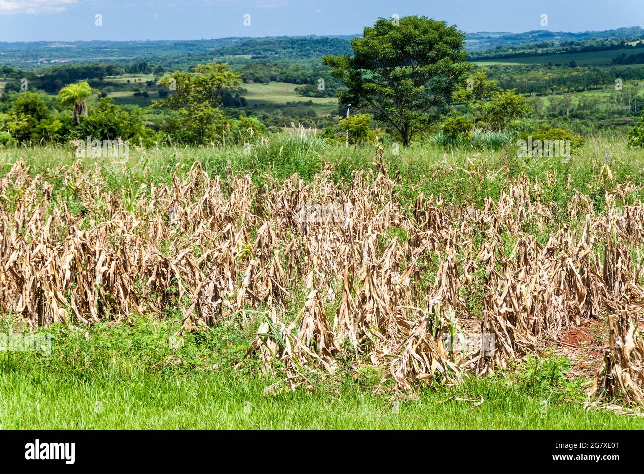 Corn field in southern Paraguay Stock Photo - Alamy