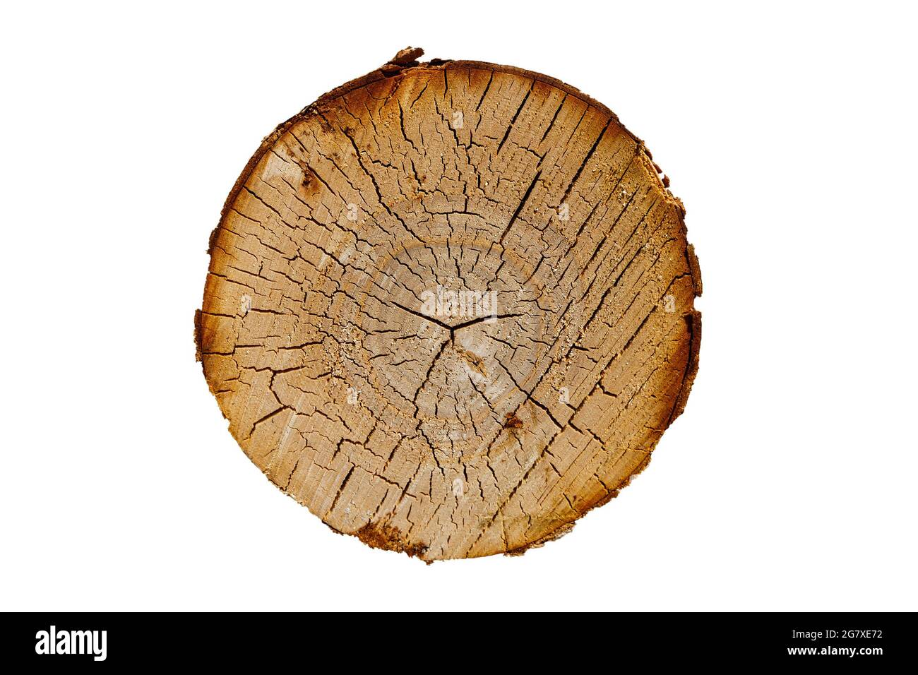 birch trunk with cracks. wood texture. round cut tree isolated on white ...