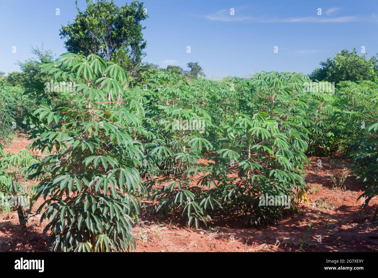 Agriculture field of tapioca hi-res stock photography and images - Alamy