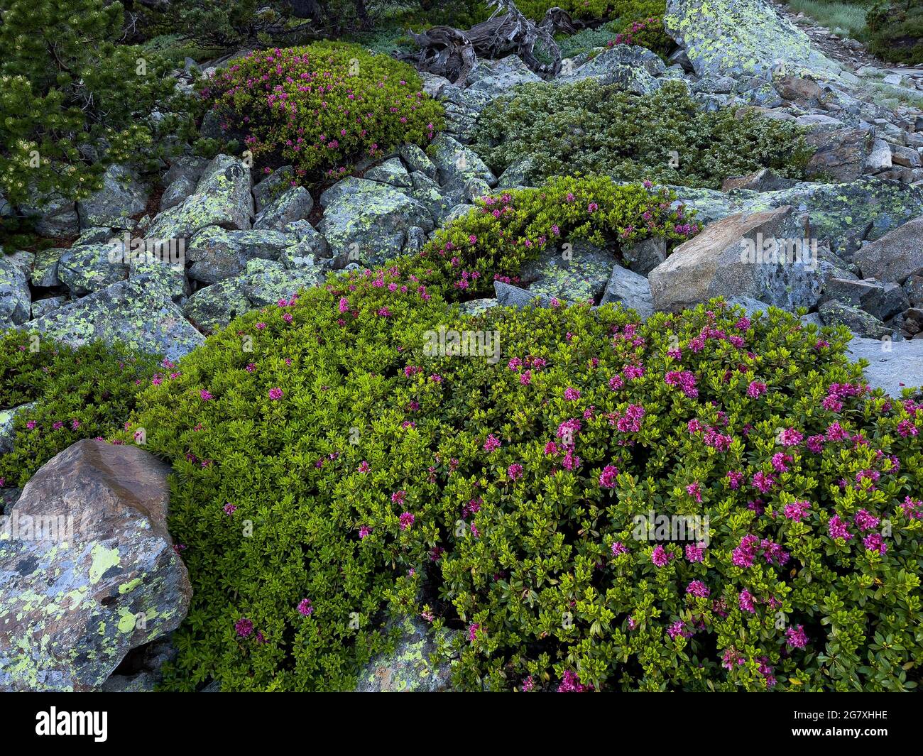 Rock rododendron hi-res stock photography and images - Alamy