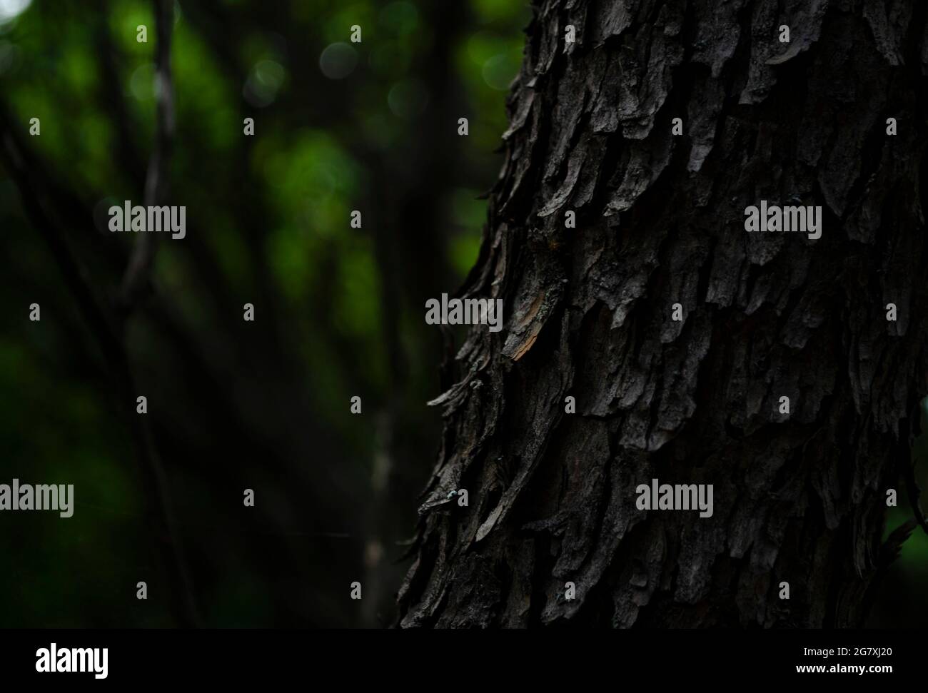 A dark tree trunk with scale-like bark. Gloomy dark natural backdrop ...
