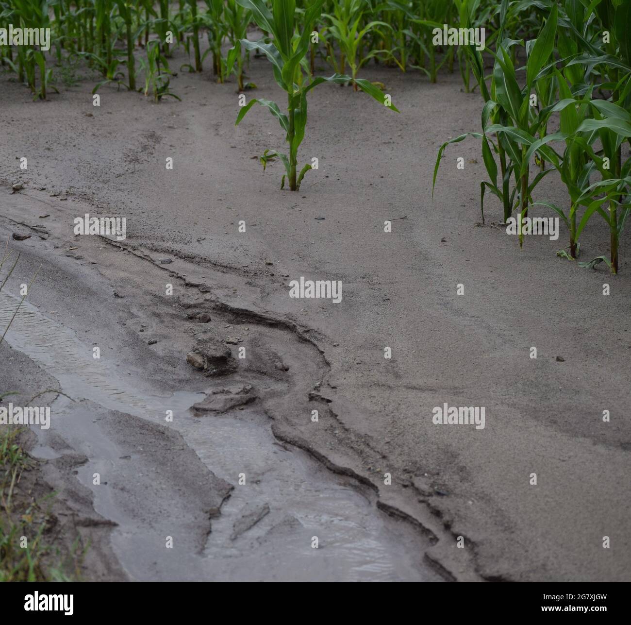 Continuous heavy rain hi-res stock photography and images - Alamy