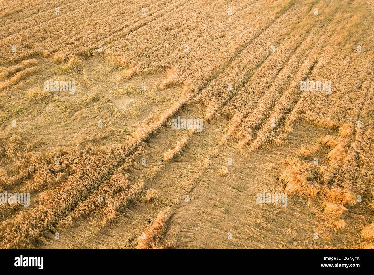 Aerial view of ripe farm field ready for harvesting with fallen down ...
