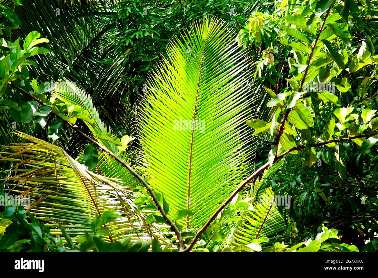 Coconut tree leaf Low angle view of greenish coconut tree leaf in lime ...
