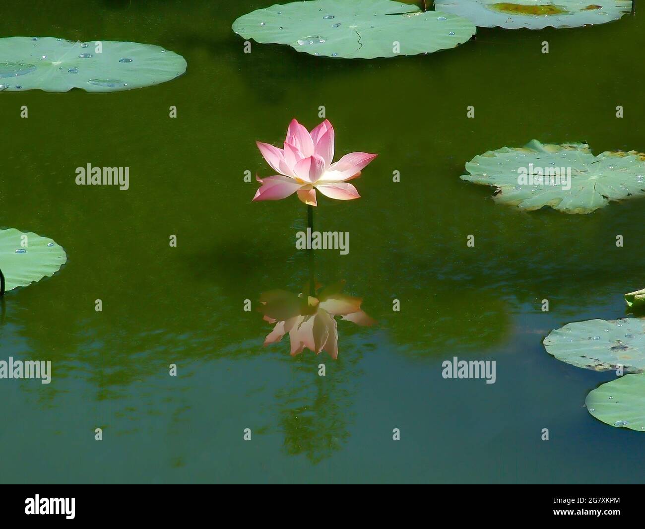 Lotus flower : Beautiful lotus flower in lake with reflection on water ...