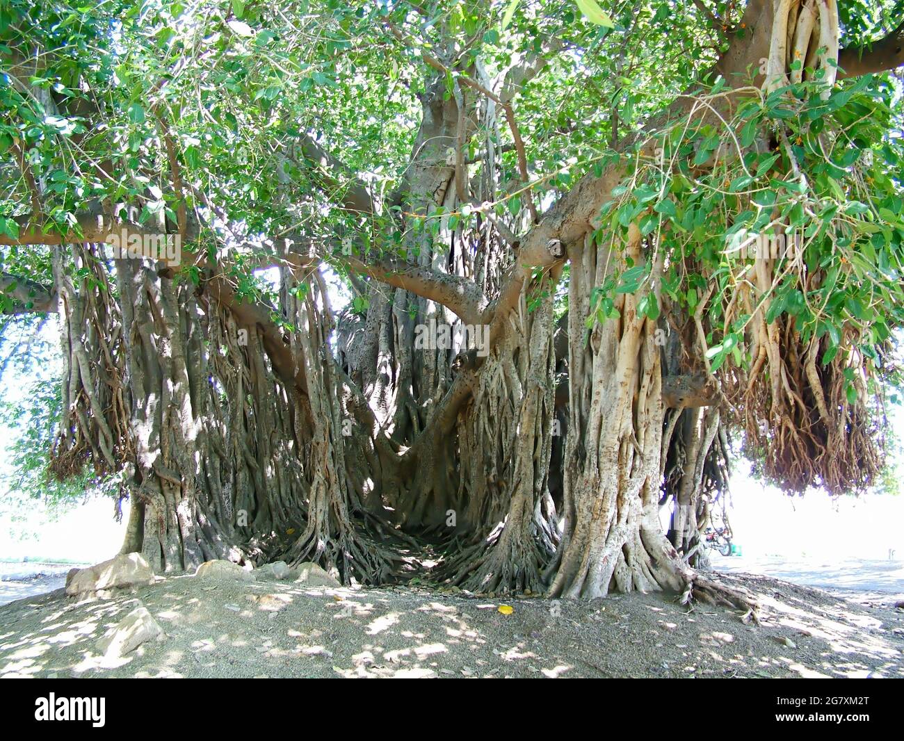 Banyan tree : Broad banian tree with prop roots surrounded the main ...