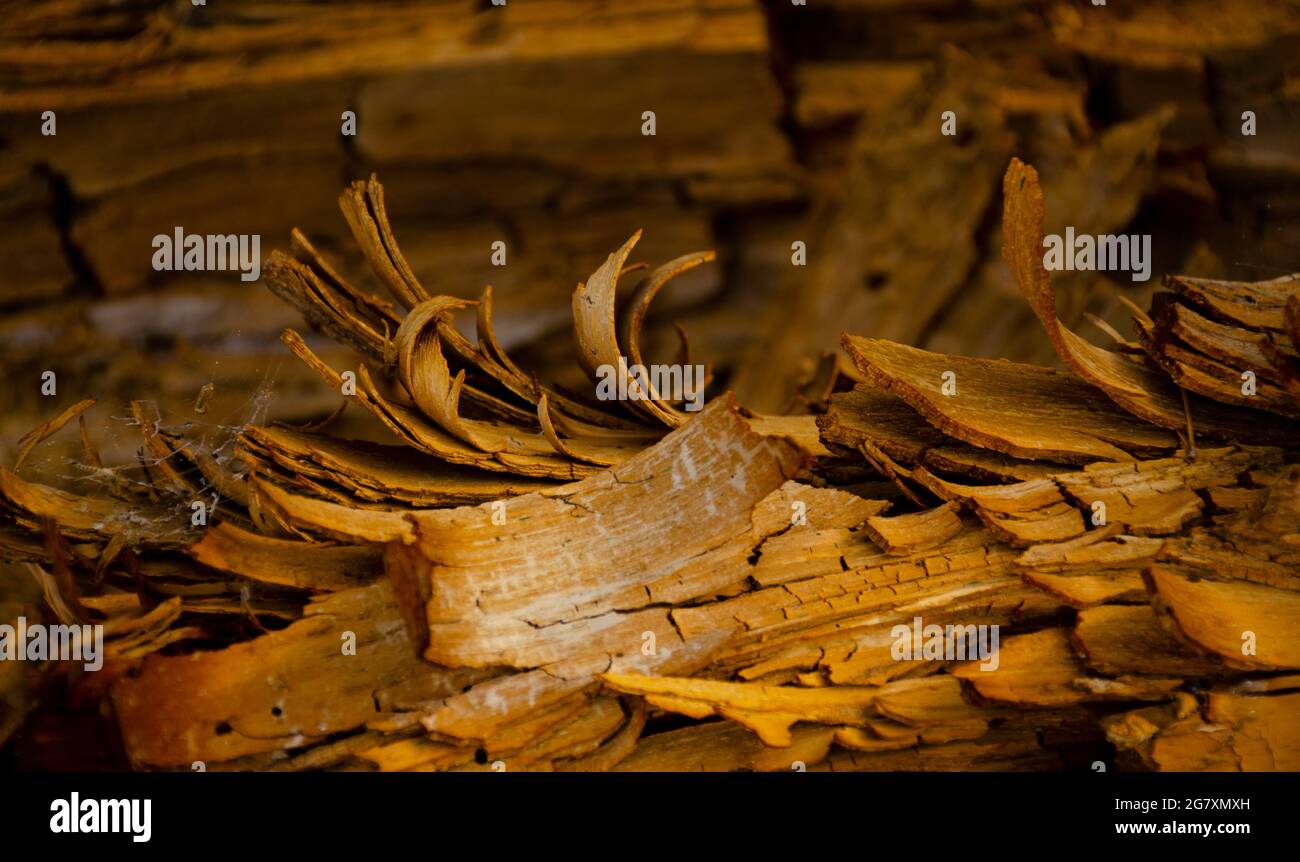 Decomposed the old rotted wood. Wooden background exfoliated layers of ...