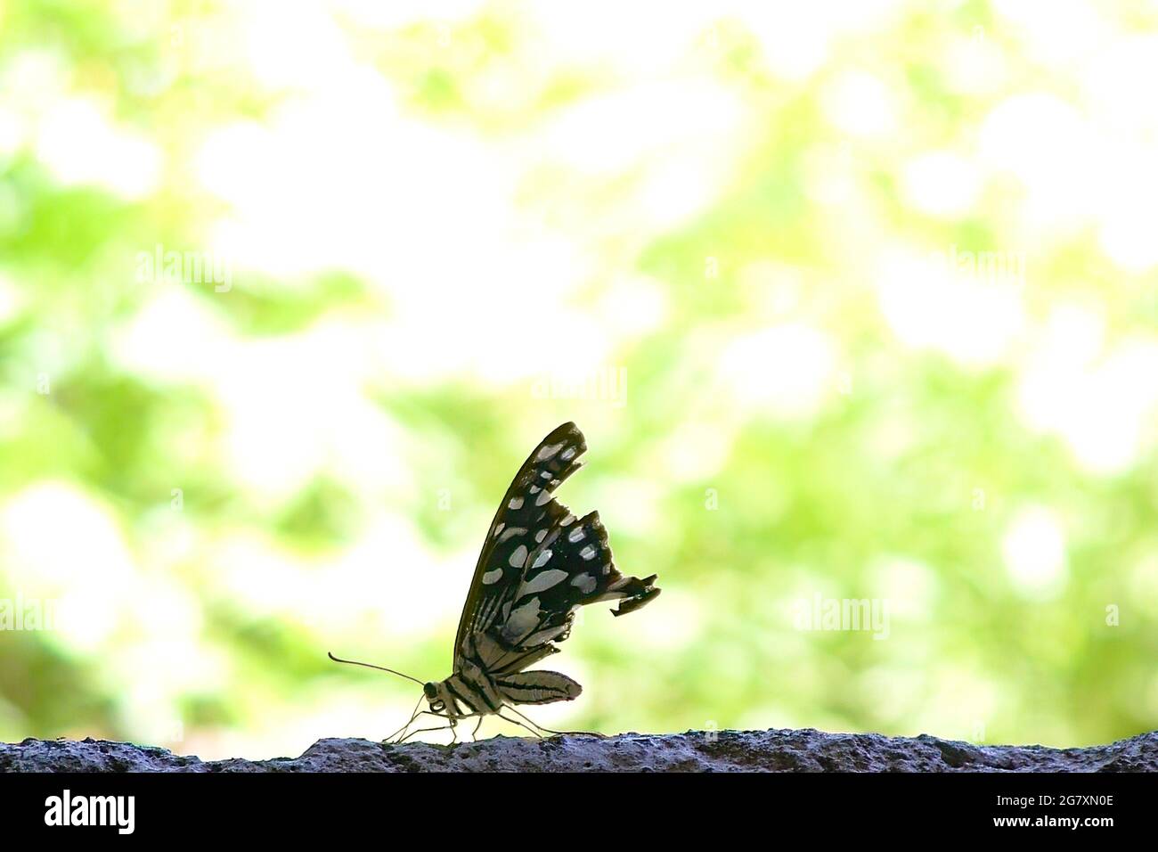Broken wings help hi-res stock photography and images - Alamy