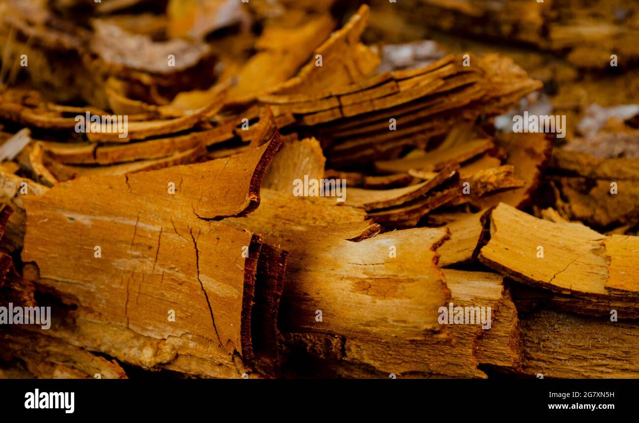 Decomposed the old rotted wood. Wooden background exfoliated layers of ...