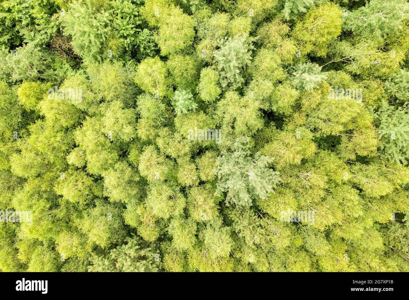 Top down aerial view of green summer forest with canopies of many fresh ...