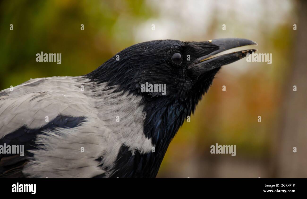 Gray carrion crow and gray raven, against a green background. Crow ...