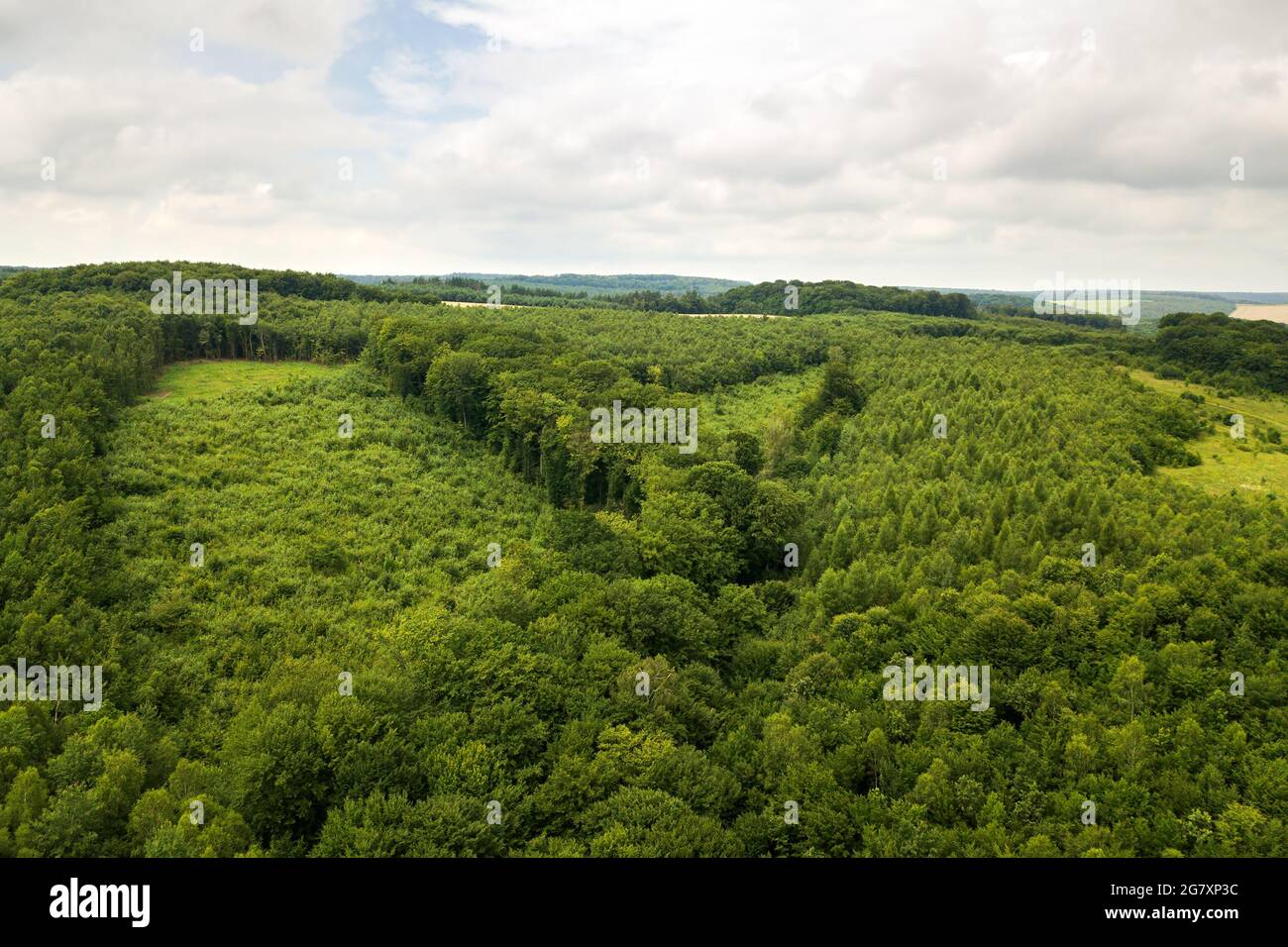 Top down aerial view of green summer forest with large area of cut down ...