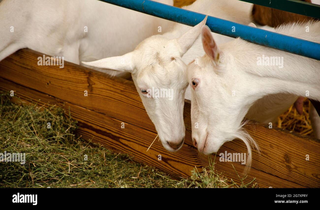Goat photos hi-res stock photography and images - Alamy