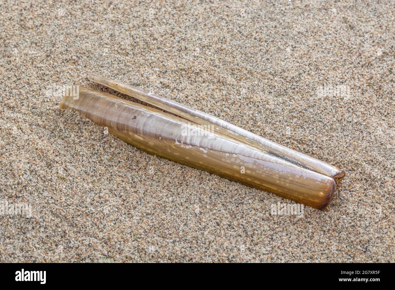 Straight razor clam hi-res stock photography and images - Alamy