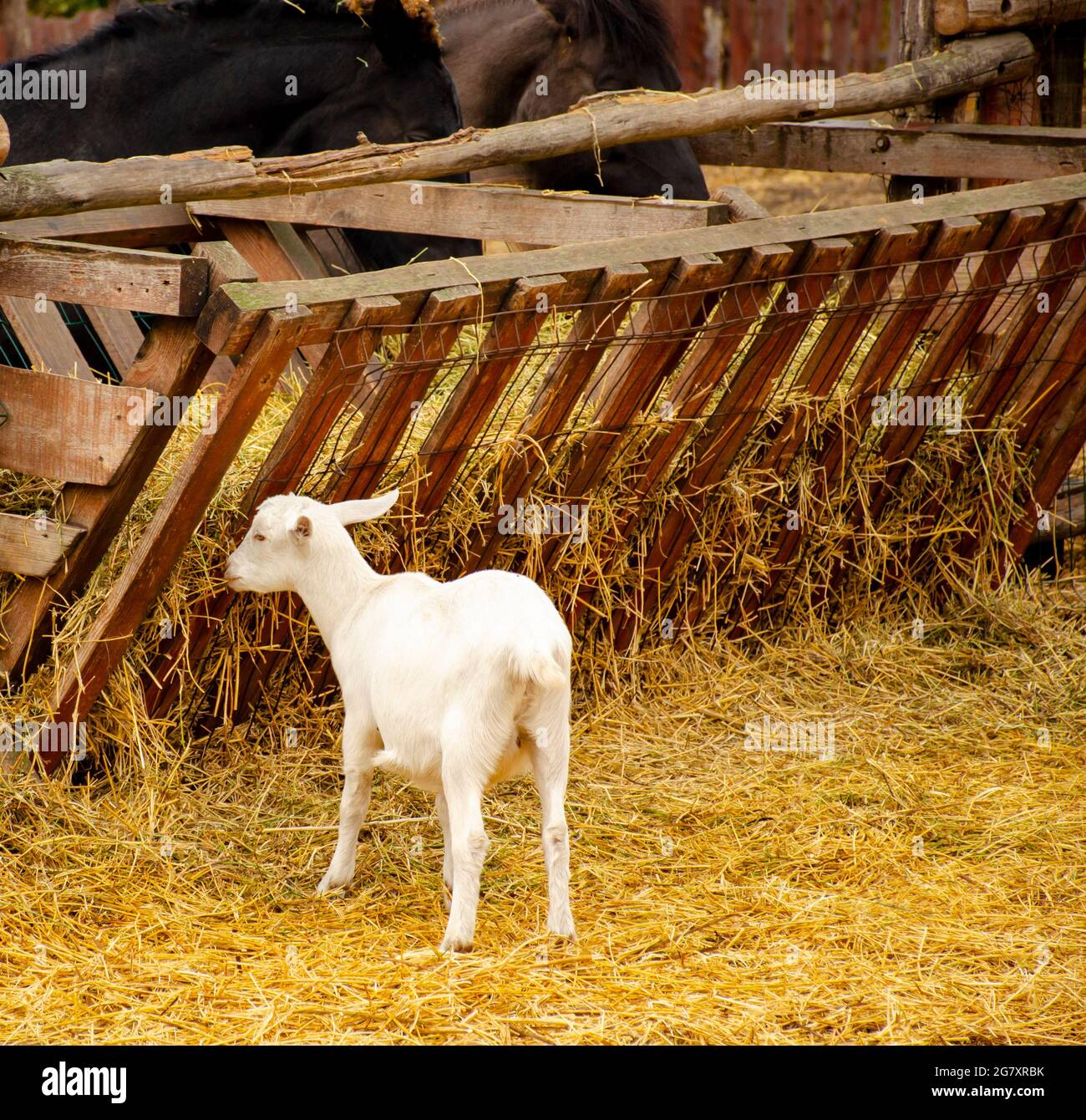 A lamb eats hay on a farm in the yard from a wooden feeder. Animal ...