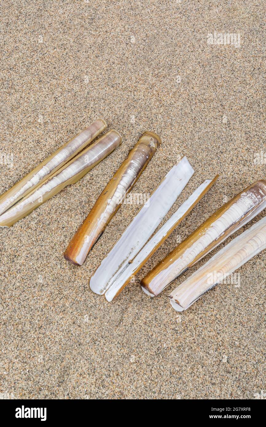 Ensis magnus hi-res stock photography and images - Alamy