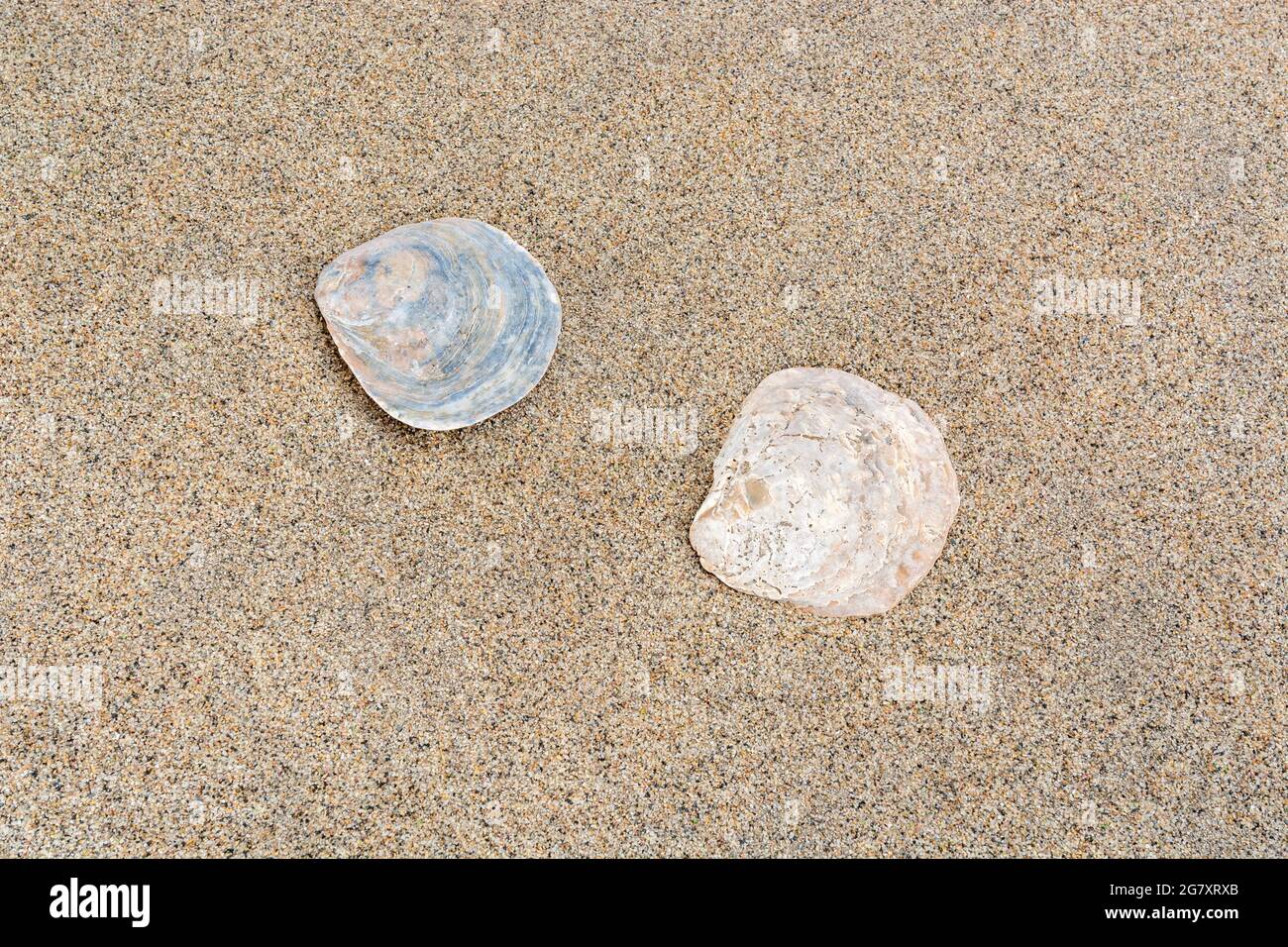 Ostrea edulis hi-res stock photography and images - Alamy