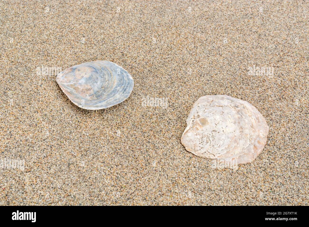 Ostrea edulis hi-res stock photography and images - Alamy