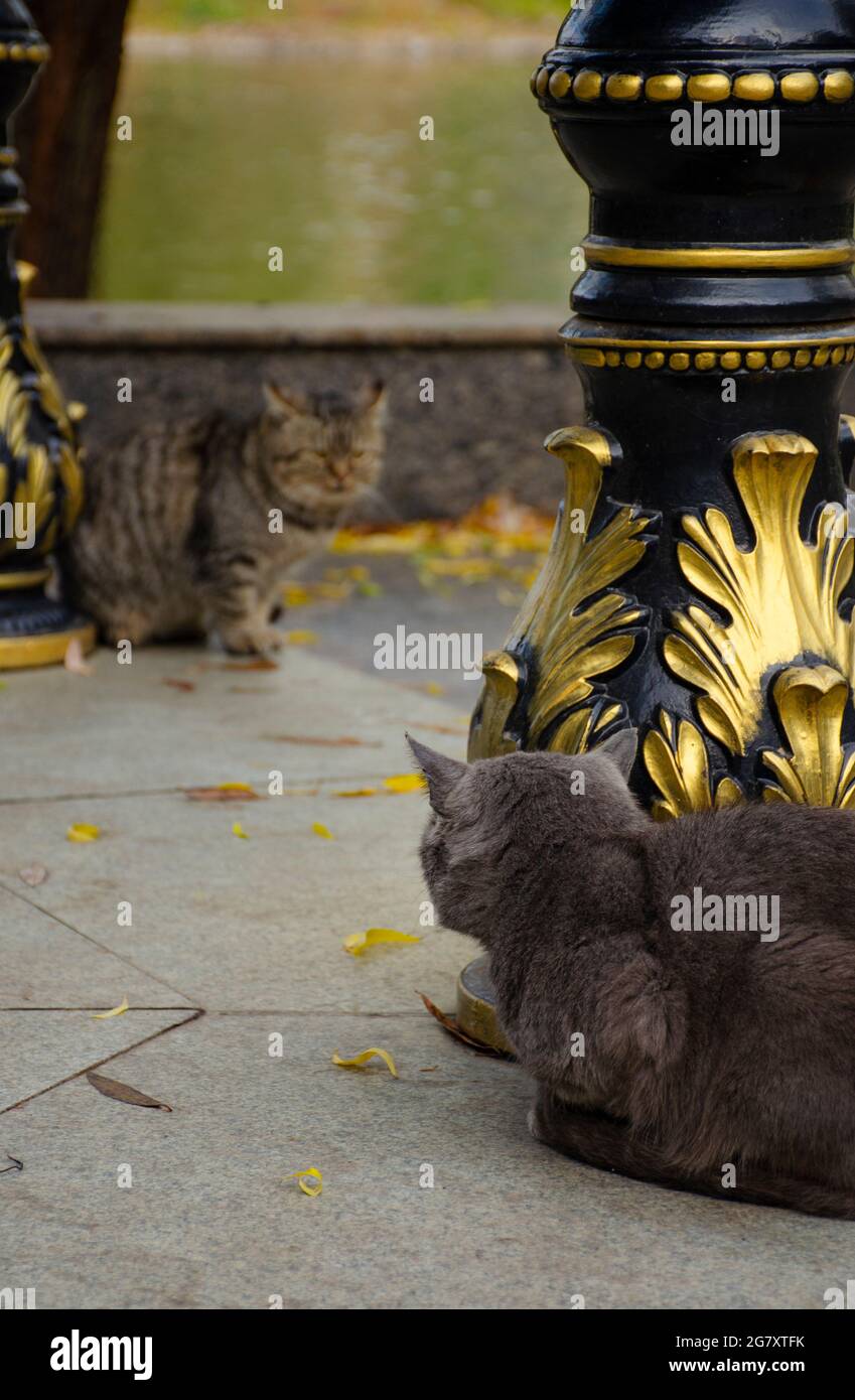 Two cats sitting on floor, facing each other and arguing - cat meeting ...
