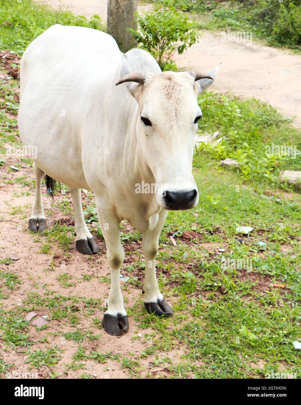 Young white bull in the green field Stock Photo - Alamy