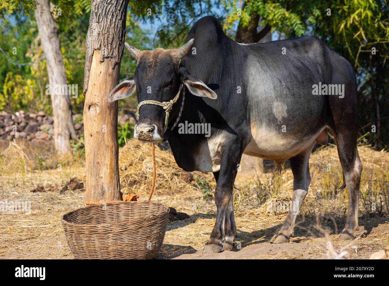 Indian ox on a farm. Indian cattle farm Stock Photo - Alamy