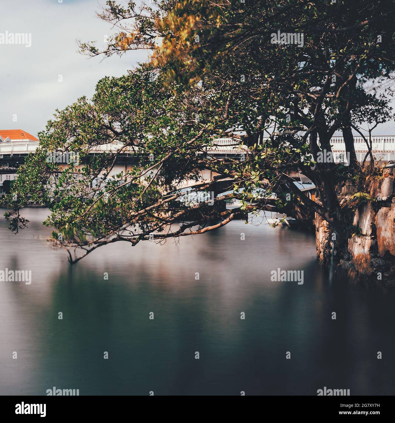 Tree near a bridge in Guanabara Bay, Rio de Janeiro Stock Photo - Alamy