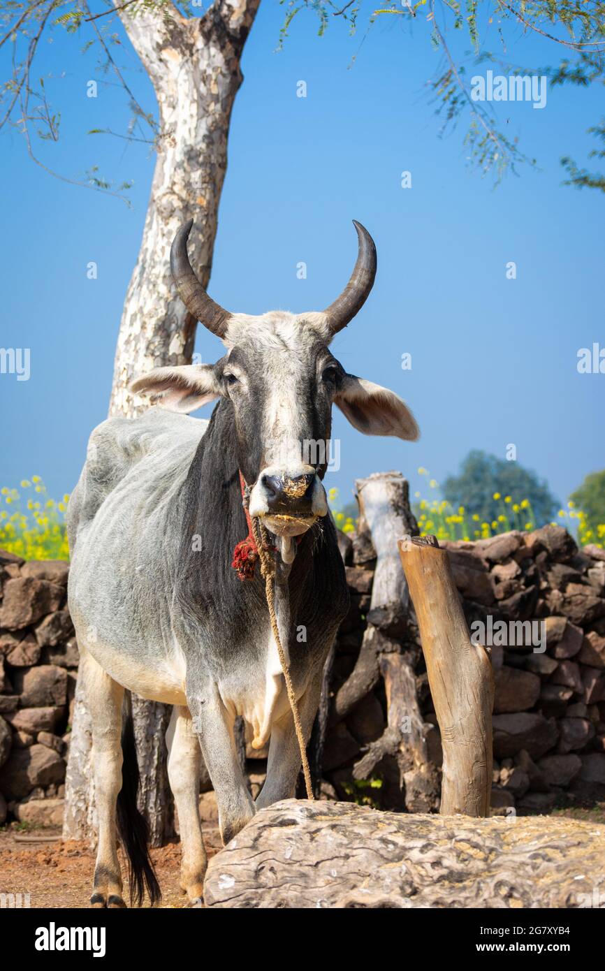 Indian ox on a farm. Indian cattle farm Stock Photo - Alamy
